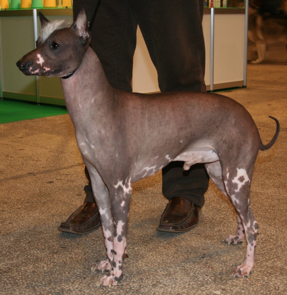 All About Hairless Pets - All Pets’ Blog of Current Happenings and ...