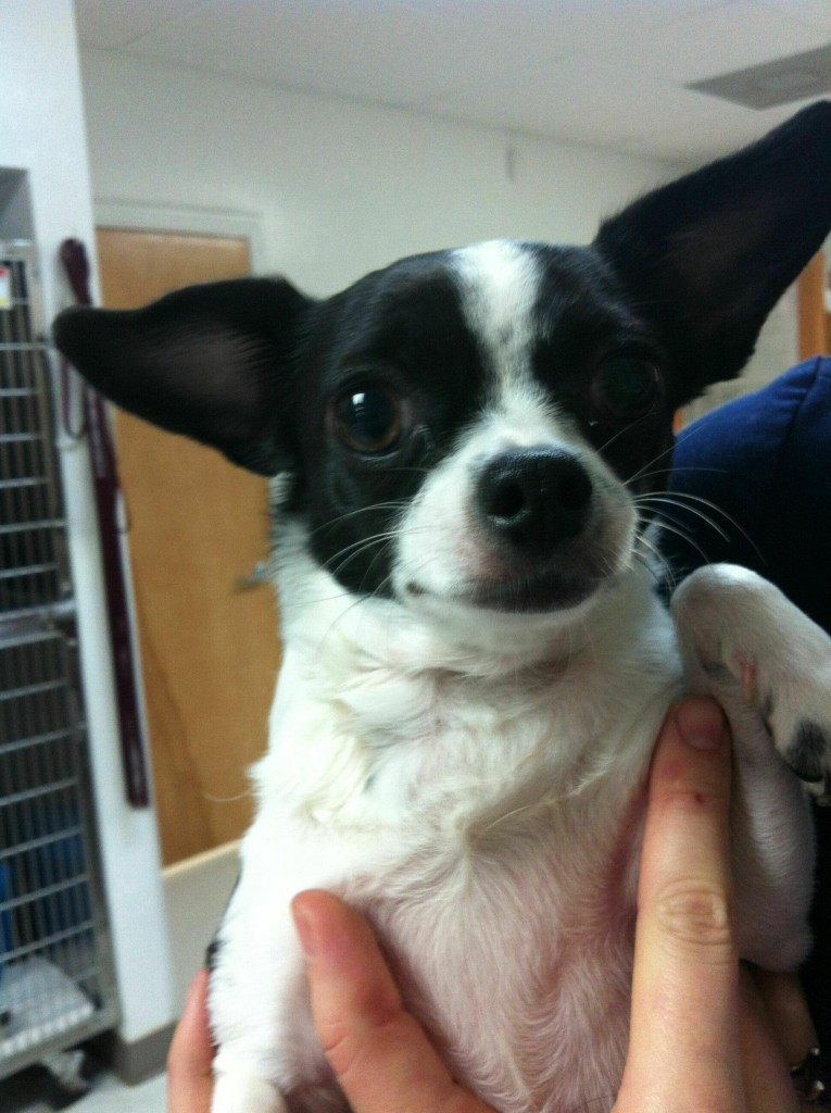 Chiqa Vs. Granulomatous Meningoencephalomyelitis - All Pets’ Blog of ...