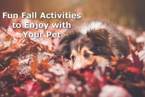 Ideas for Fun Pet-Friendly Fall Activities - All Pets’ Blog of Current ...