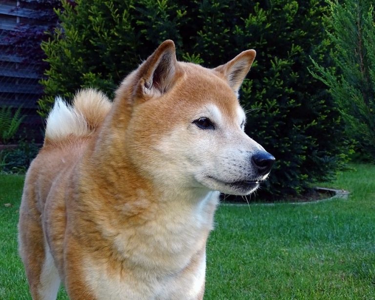 Breed Highlight: Shiba Inu - All Pets’ Blog of Current Happenings and ...