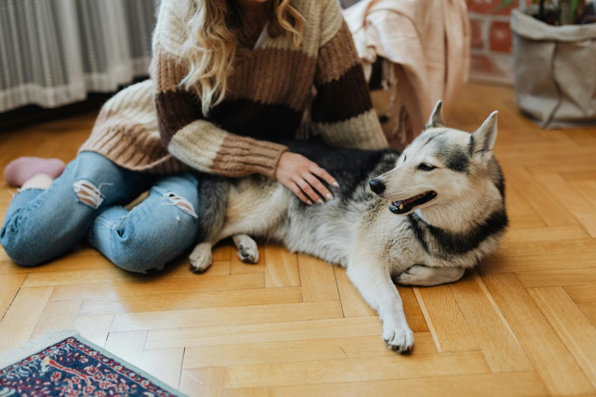 Indoor Air Quality for Pets: Winter Health Tips for a Safe Home